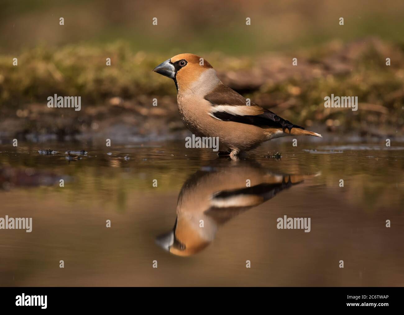 Hawfinch reflection hi-res stock photography and images - Alamy