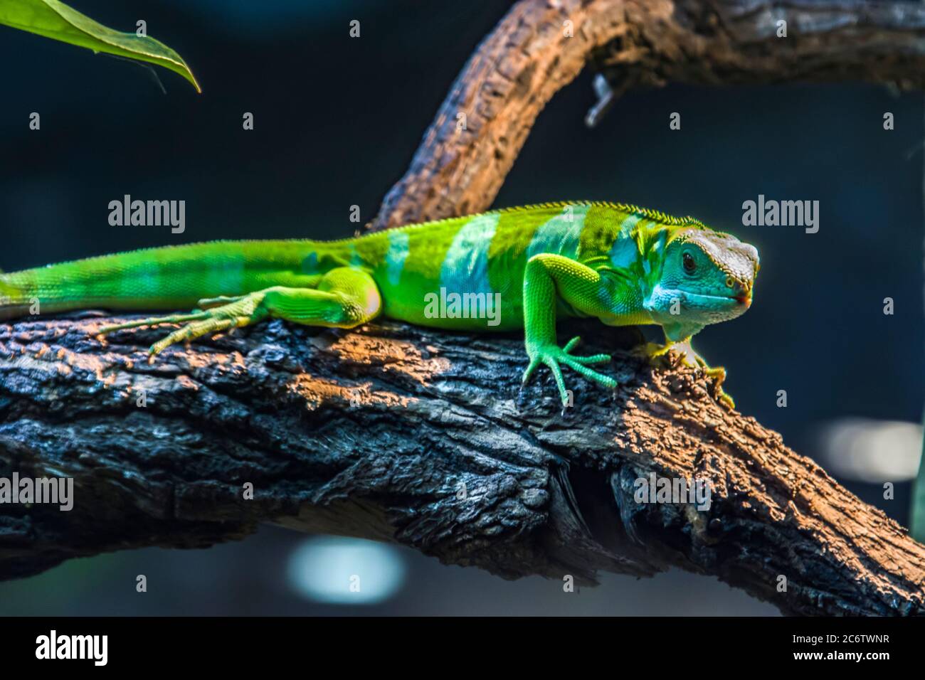 the closeup image of Fiji banded iguana (Brachylophus fasciatus) An ...