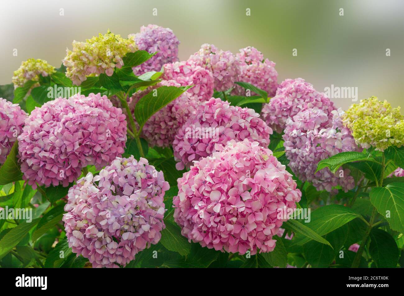 Colorful Hydrangea flowers Stock Photo - Alamy