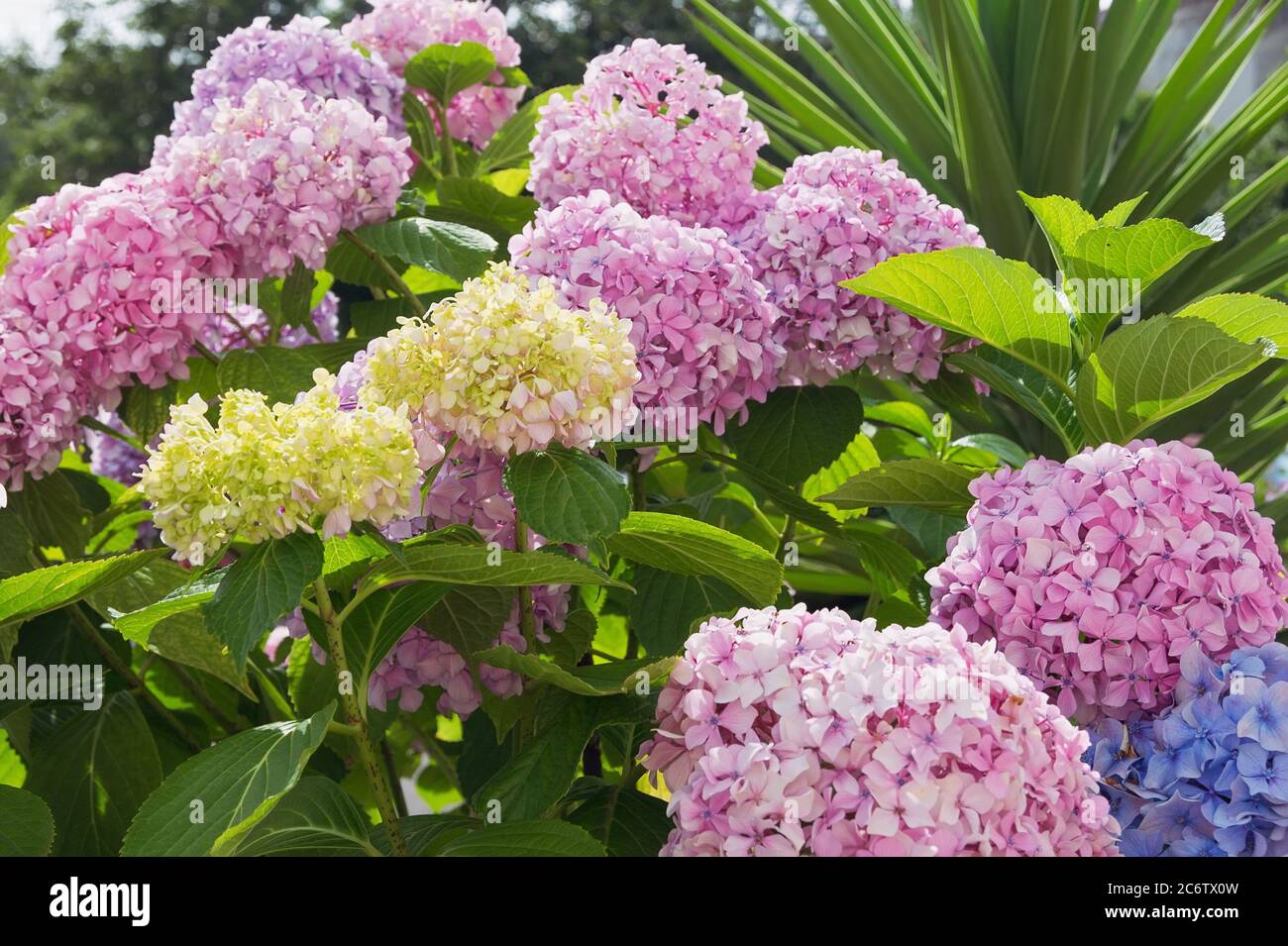 Colorful Hydrangea flowers Stock Photo - Alamy