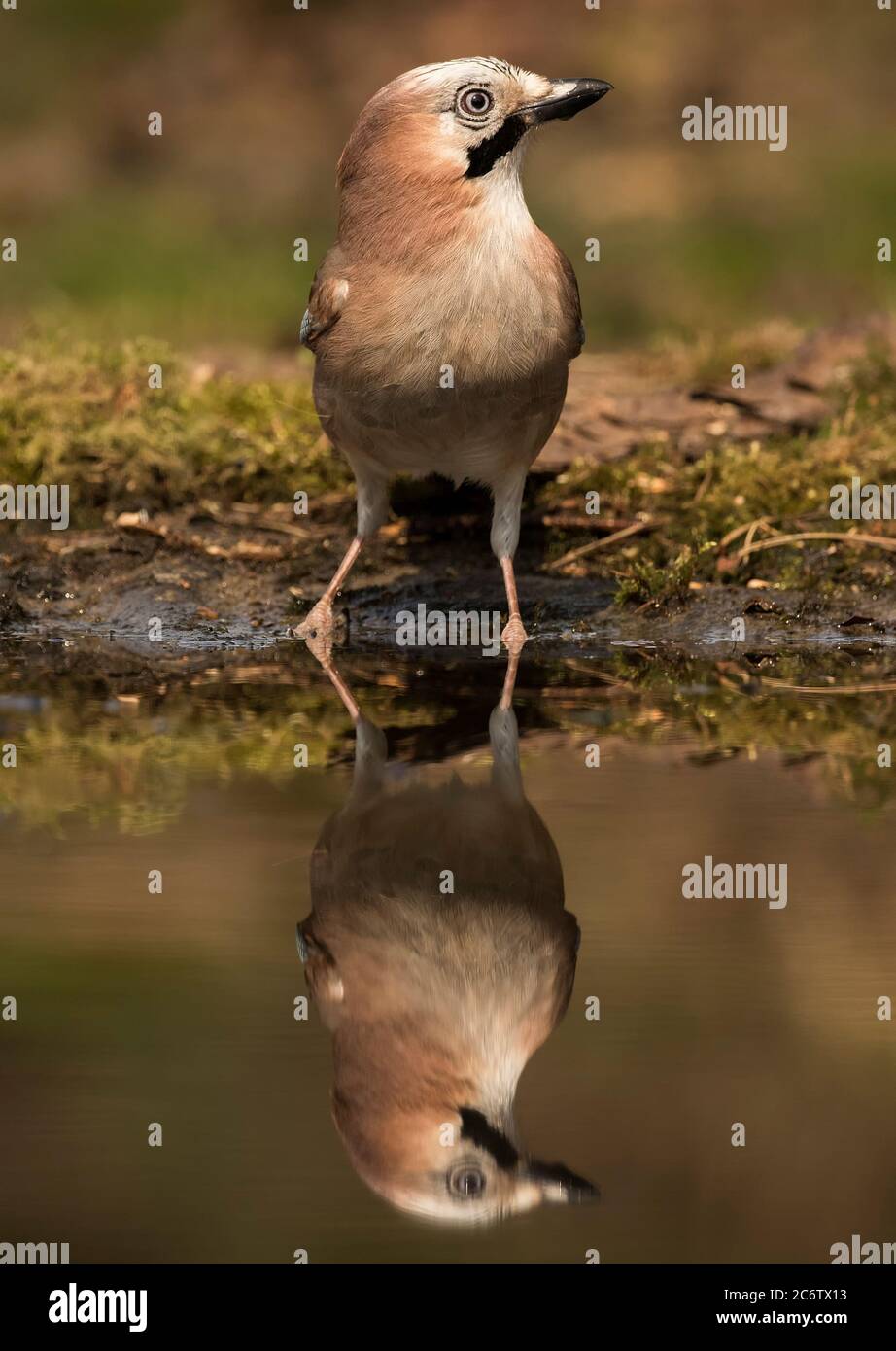 Jay reflection hi-res stock photography and images - Alamy