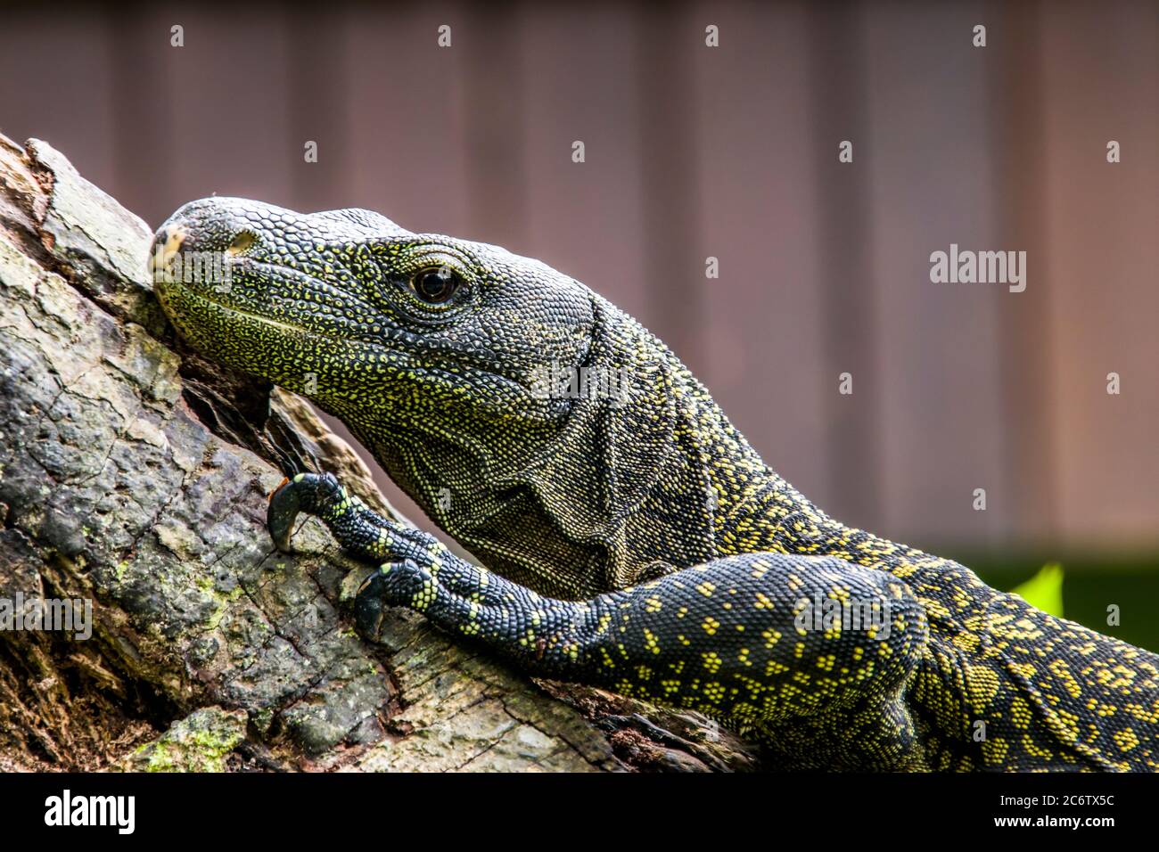 Papuan monitor lizard hi-res stock photography and images - Alamy