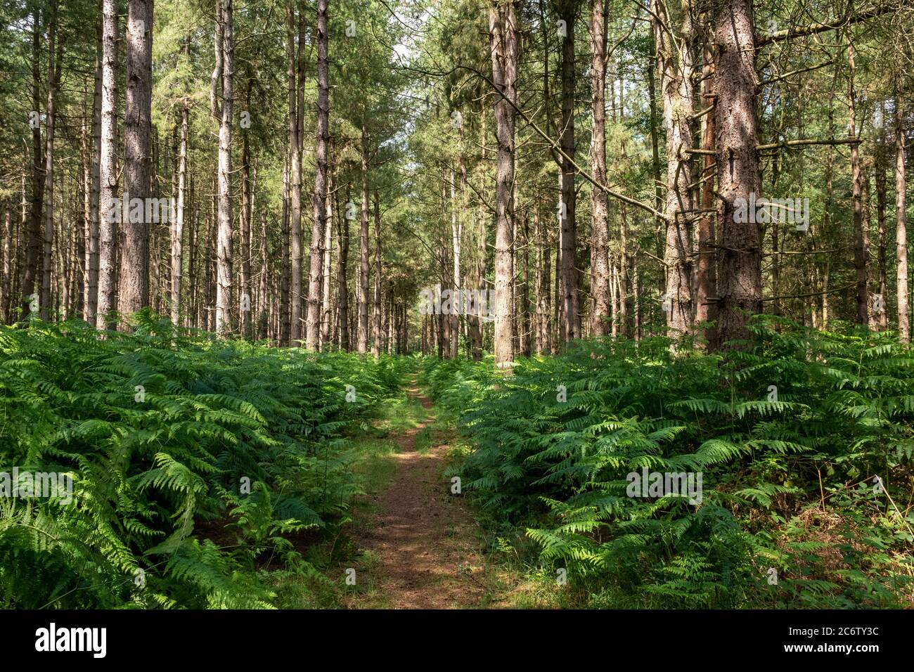 Sunlight through tall pine trees hi-res stock photography and images ...