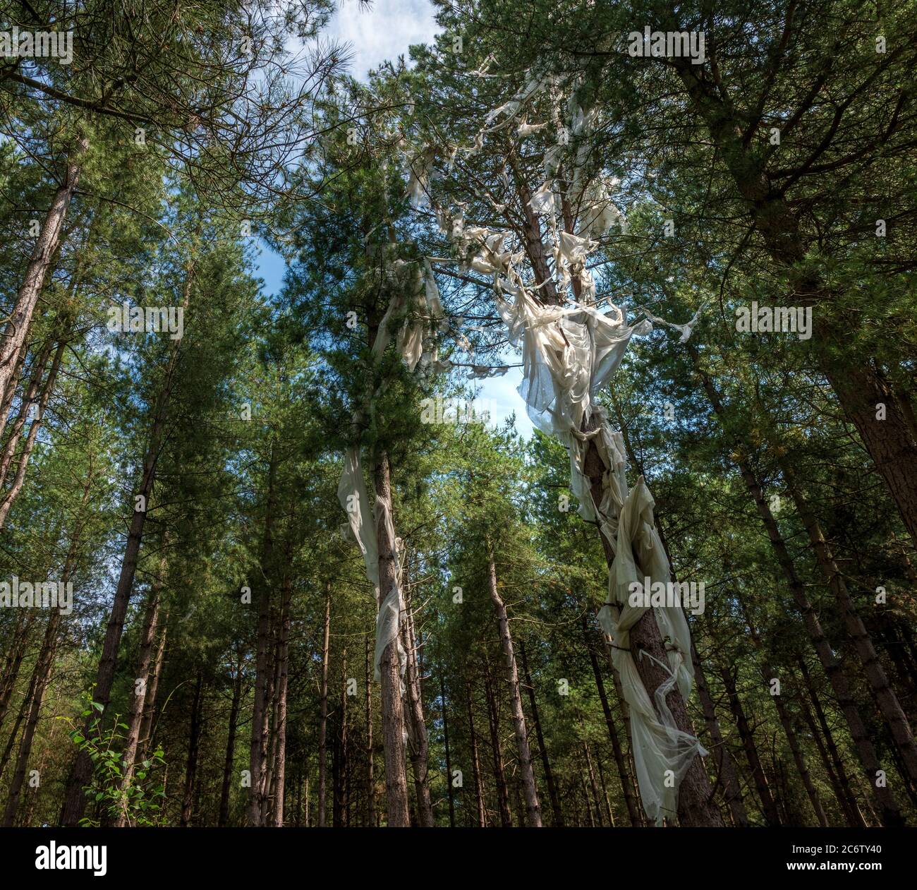 A tree in a pine forest draped in wind blown agricultural thermal ...