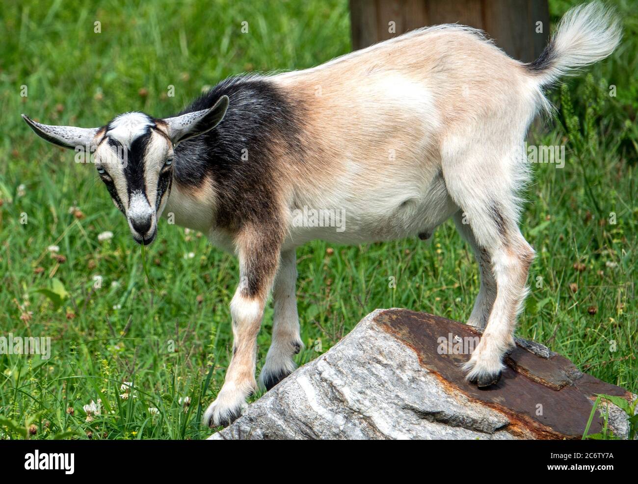 Animal frolics hi-res stock photography and images - Alamy