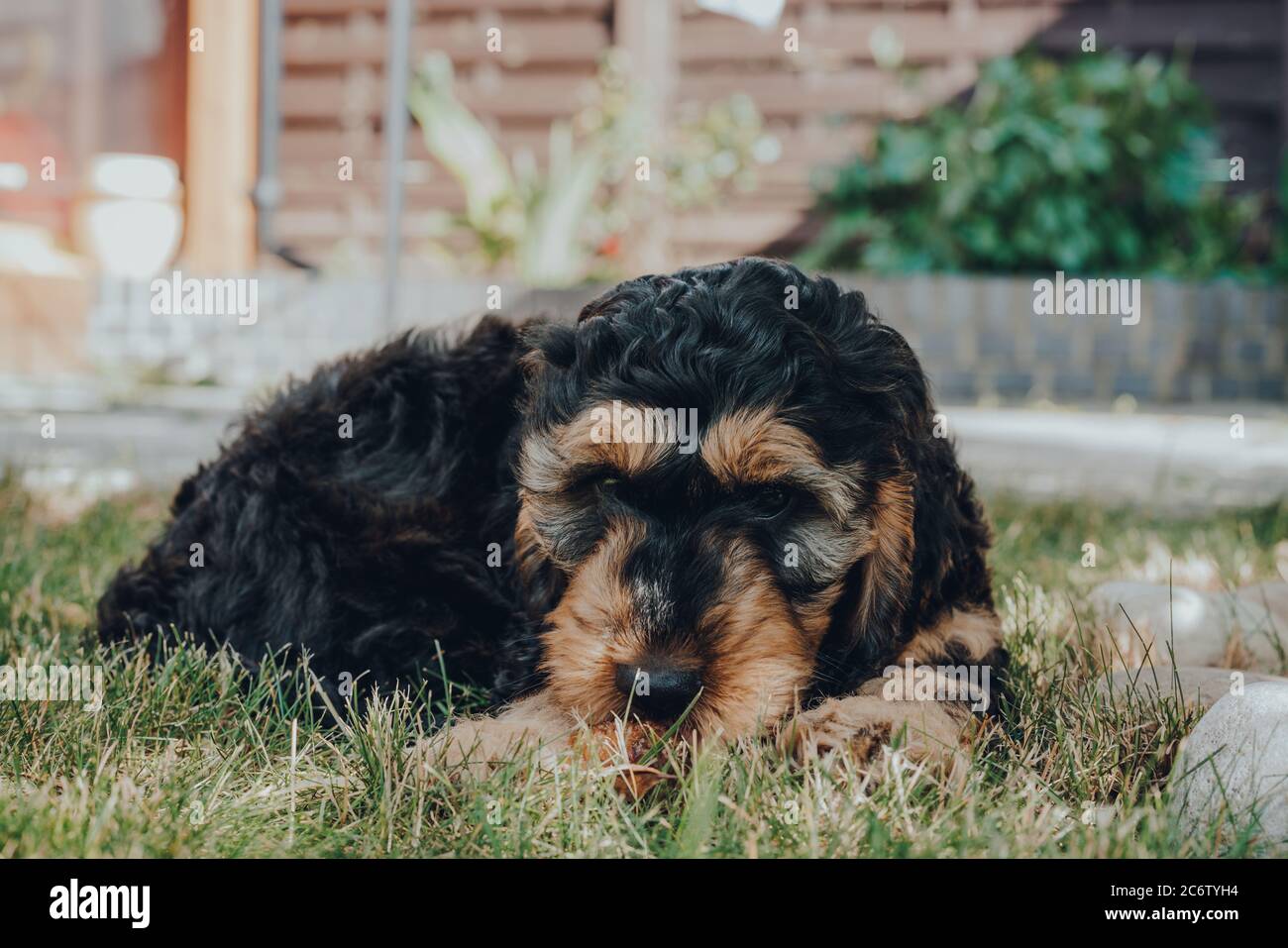 Cheeky two month old Cockapoo puppy relaxing on a grass in the garden ...