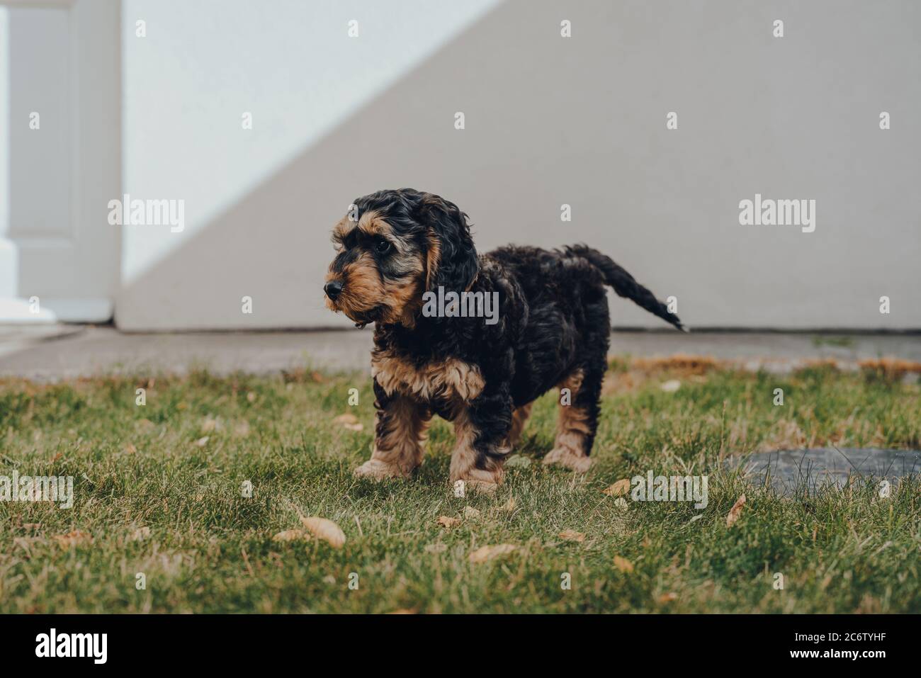 Cockapoo side view hi-res stock photography and images - Alamy