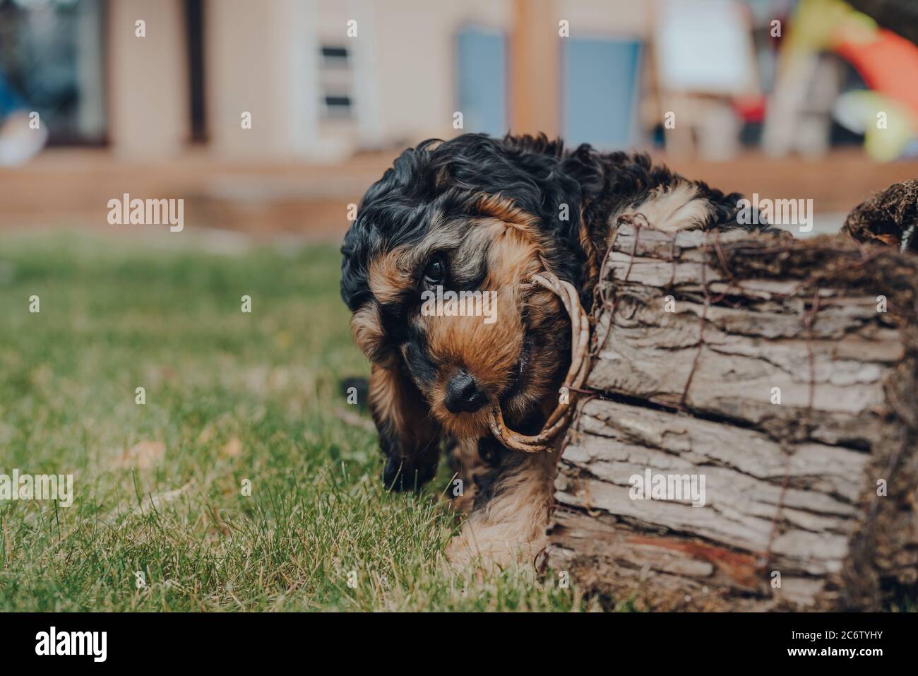 Cheeky two month old Cockapoo puppy chewing a wooden bird house in the ...