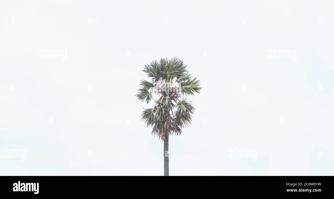 Single alone. Coconut palm tree plant on isolate white background Stock ...