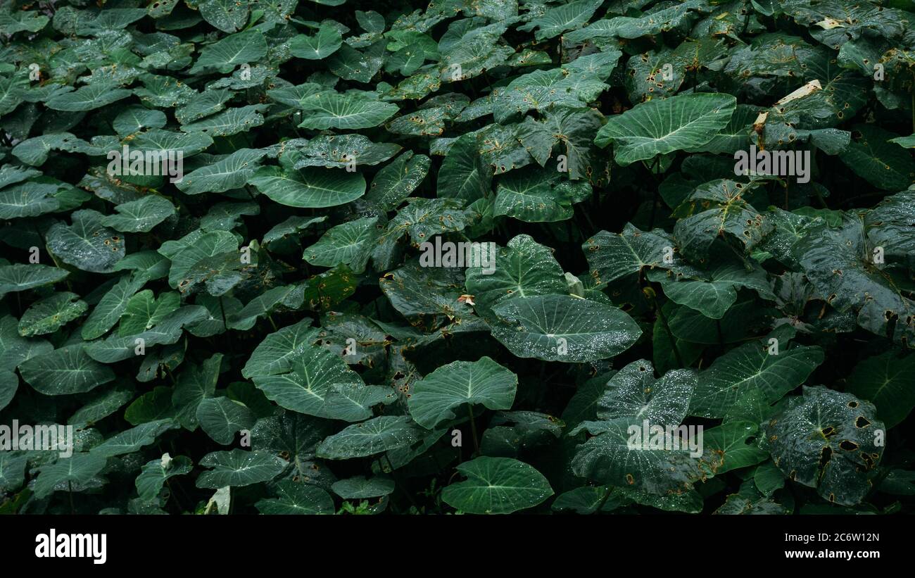 The Colocasia leaf elephant-ear taro cocoyam dasheen Fresh water drops ...