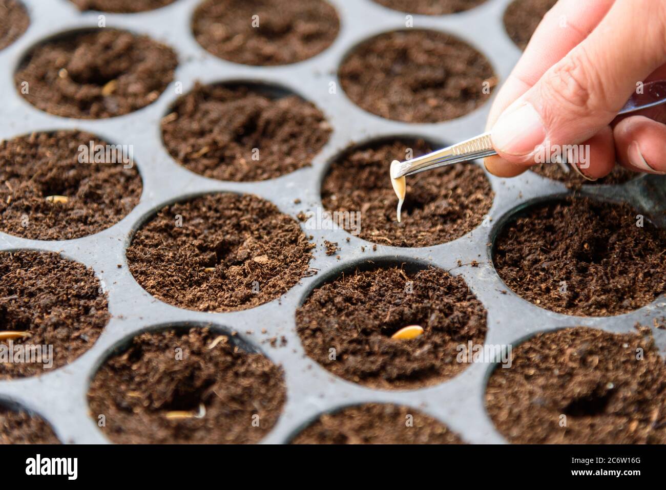 Sapling tray hi-res stock photography and images - Alamy