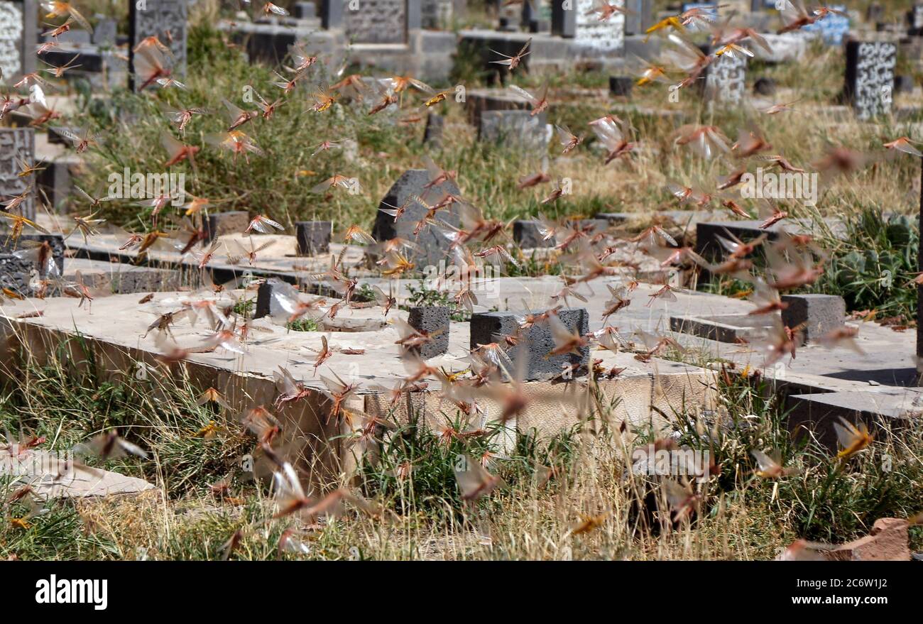 Locusts pests hi-res stock photography and images - Alamy