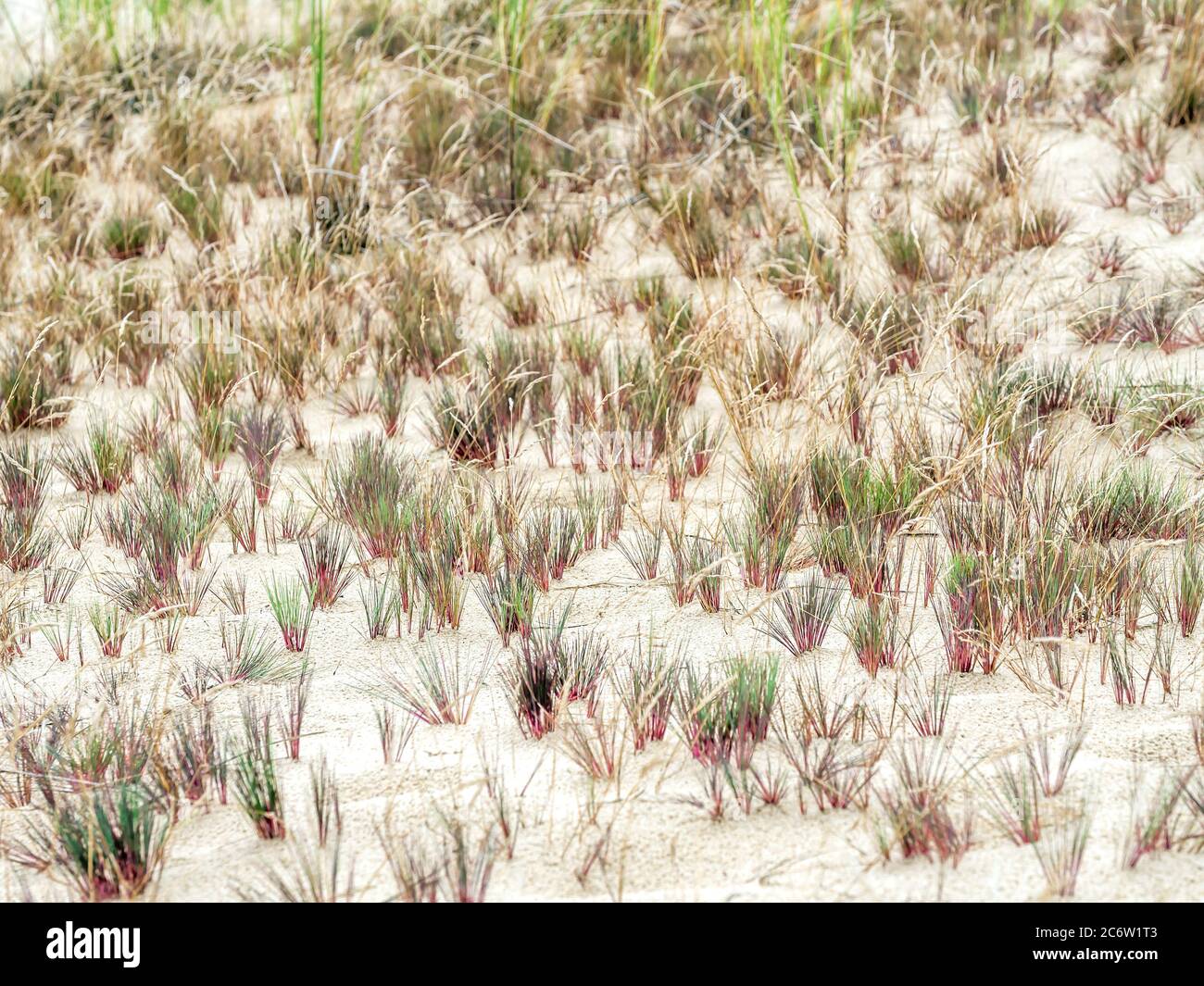 Clumps of dune grass called ammophila arenaria, growing on moving dune ...