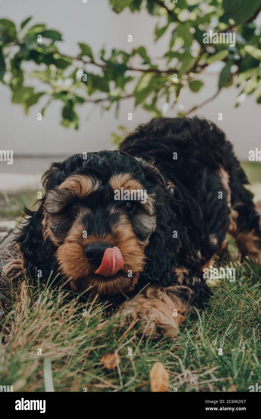 Cheeky two months old Cockapoo puppy inviting to play in the garden ...