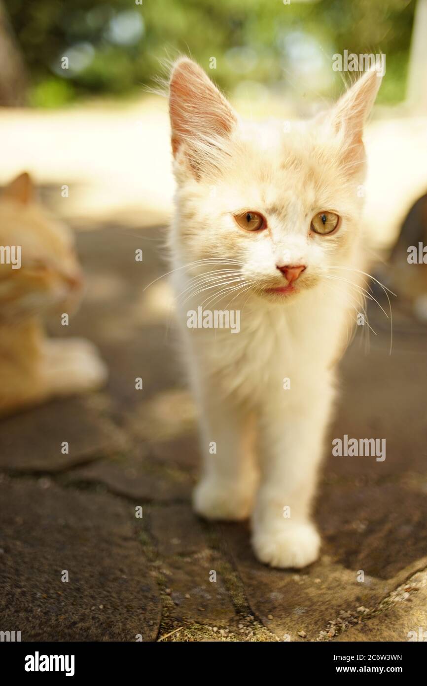 Cute fluffy beige kitten stands in a sunny summer yard Stock Photo - Alamy