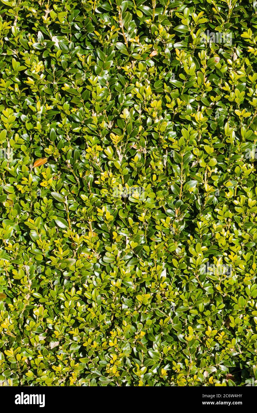 Neatly cut green evergreen privet hedge background Stock Photo - Alamy