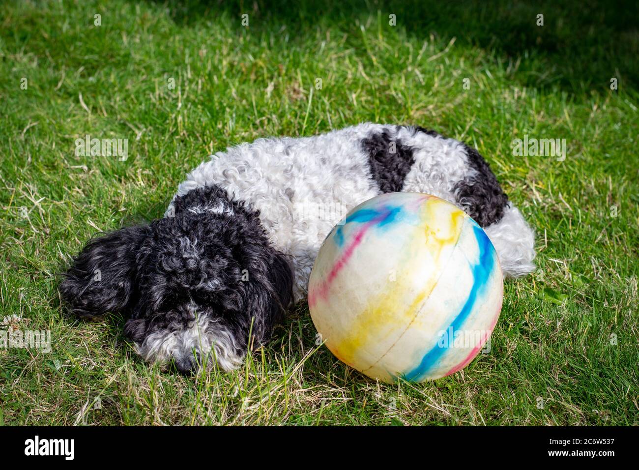 Tired cute black and white cockapoo lying down on the lawn with her ...