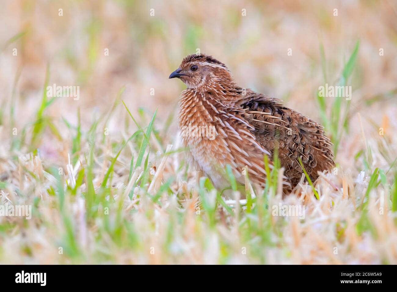 Galliformes phasianidae hi-res stock photography and images - Alamy