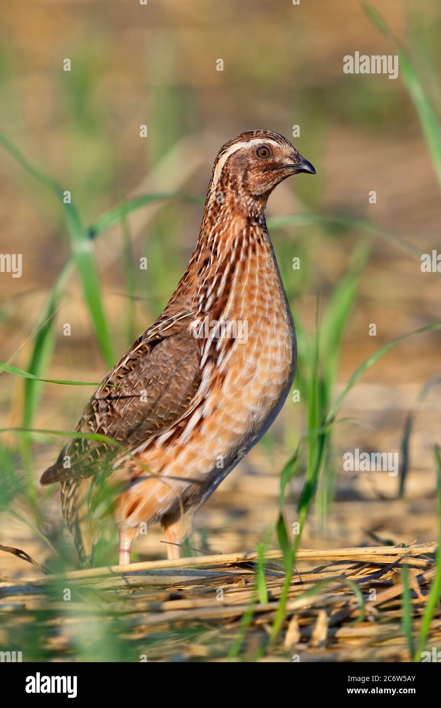 Common Quail (Coturnix coturnix), side view of an adult male standing ...