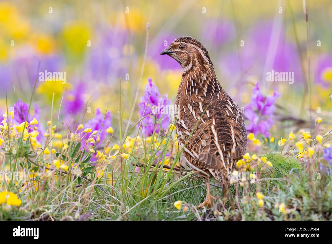 Common Quail (Coturnix coturnix), adult male standing among flowers ...