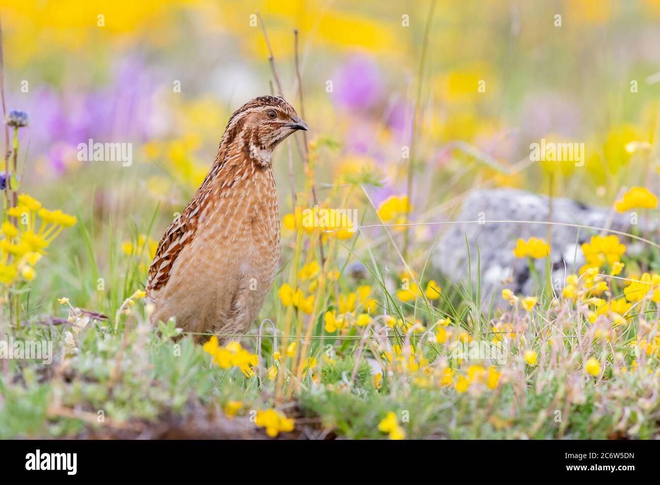 Common Quail (Coturnix coturnix), adult male standing among flowers ...