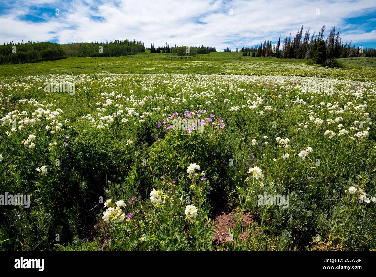 Rocky mountain meadow flowers usa hi-res stock photography and images ...