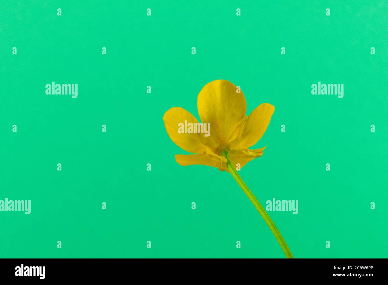 Close up of a wild flower meadow buttercup, scientific name Ranunculus ...