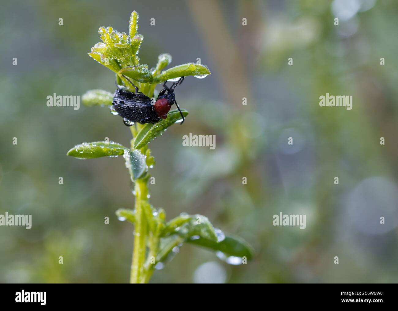 Heliotaurus ruficollis hi-res stock photography and images - Alamy