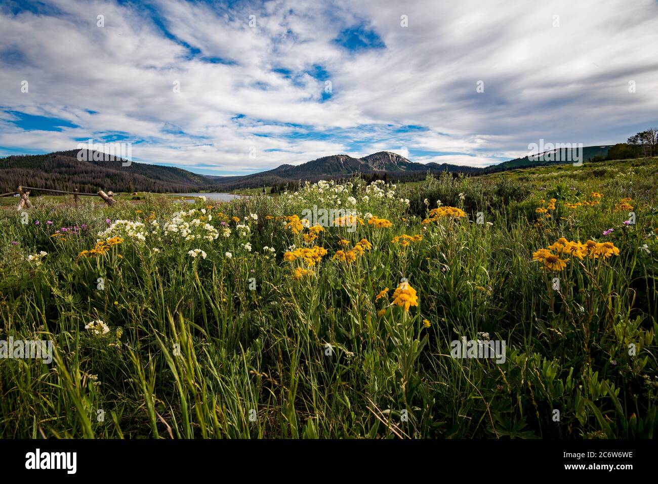 Wild flowers in the high mountains of Utah, USA. These flowers bloom in ...