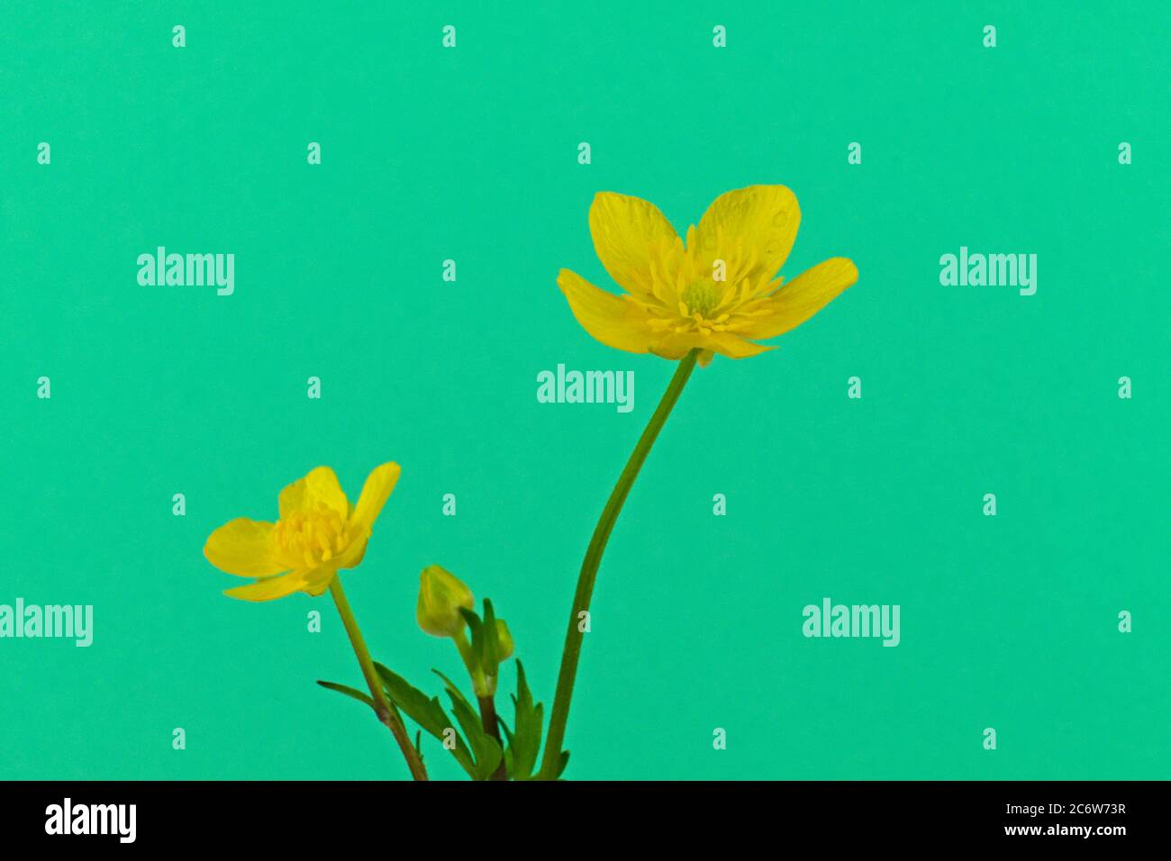 Close up of a wild flower meadow buttercup, scientific name Ranunculus ...