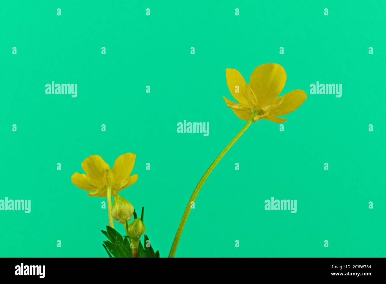 Close up of a wild flower meadow buttercup, scientific name Ranunculus ...