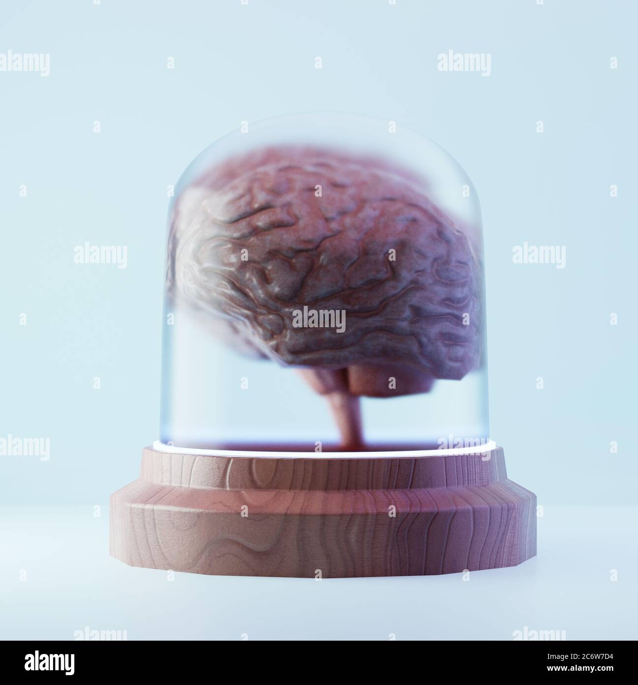 Human cerebrum museum hi-res stock photography and images - Alamy