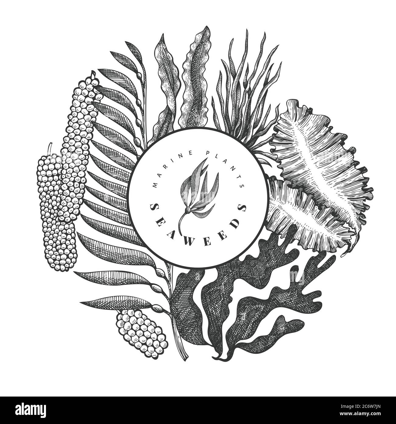 Seaweed design template. Hand drawn vector seaweeds illustration ...