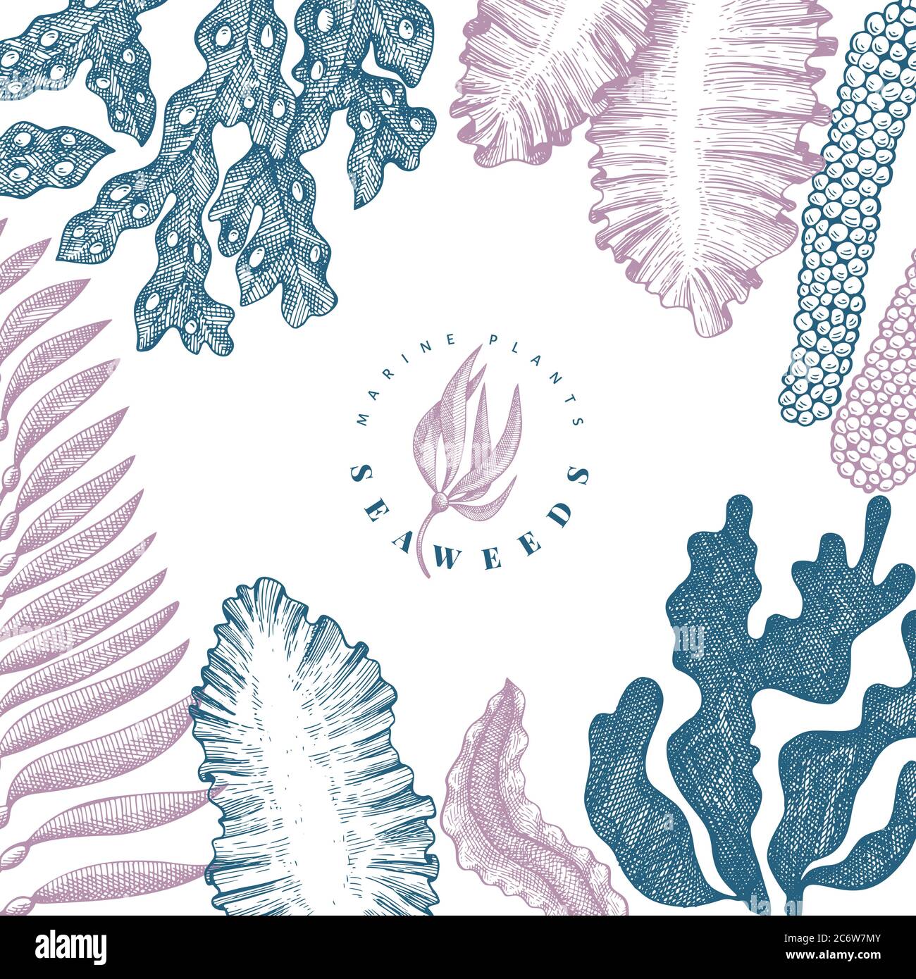 Seaweed design template. Hand drawn vector seaweeds illustration ...