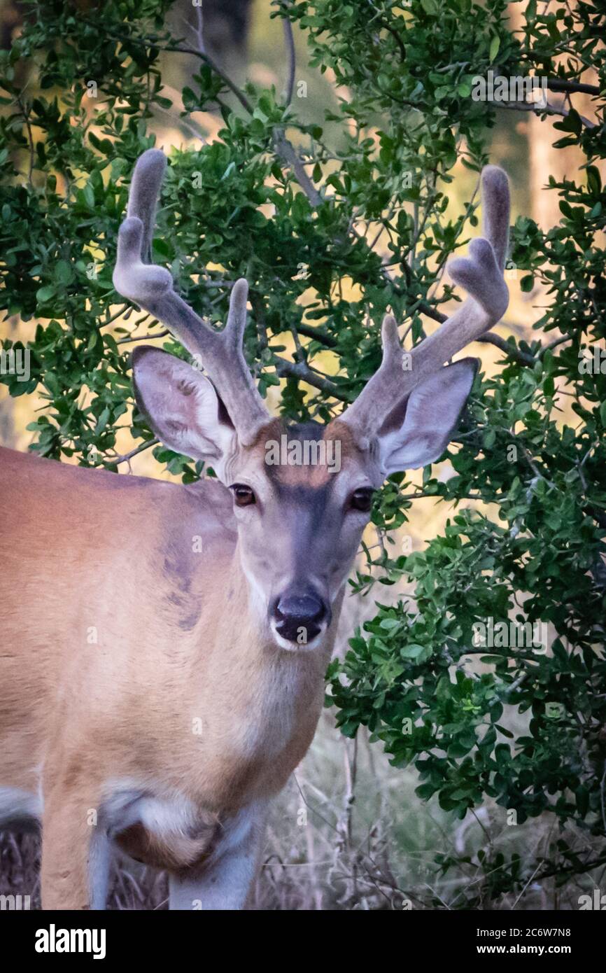 Whitetail bucks in velvet Stock Photo - Alamy