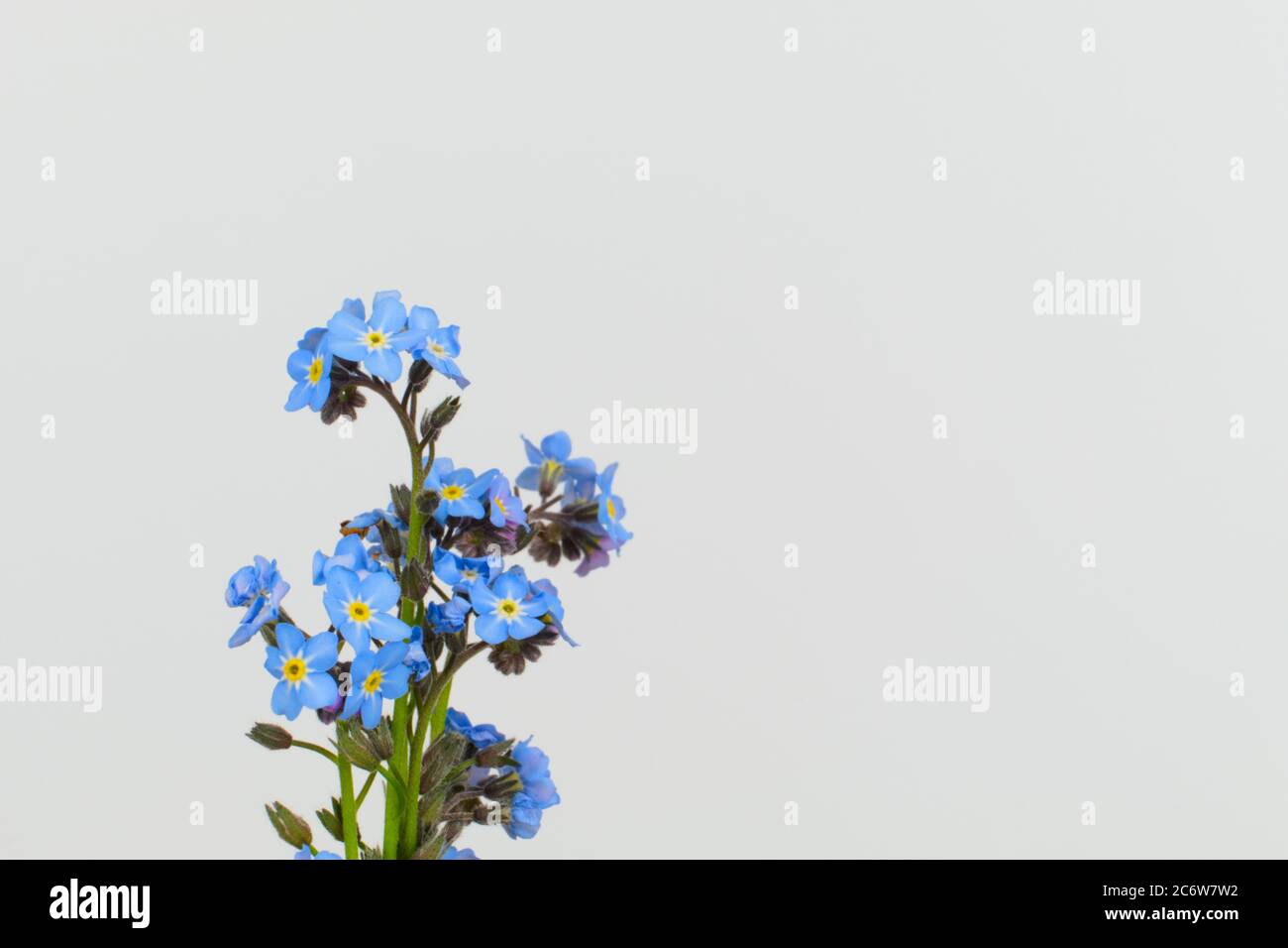 Tiny garden flowers forget-me-nots on a white background, scientific ...