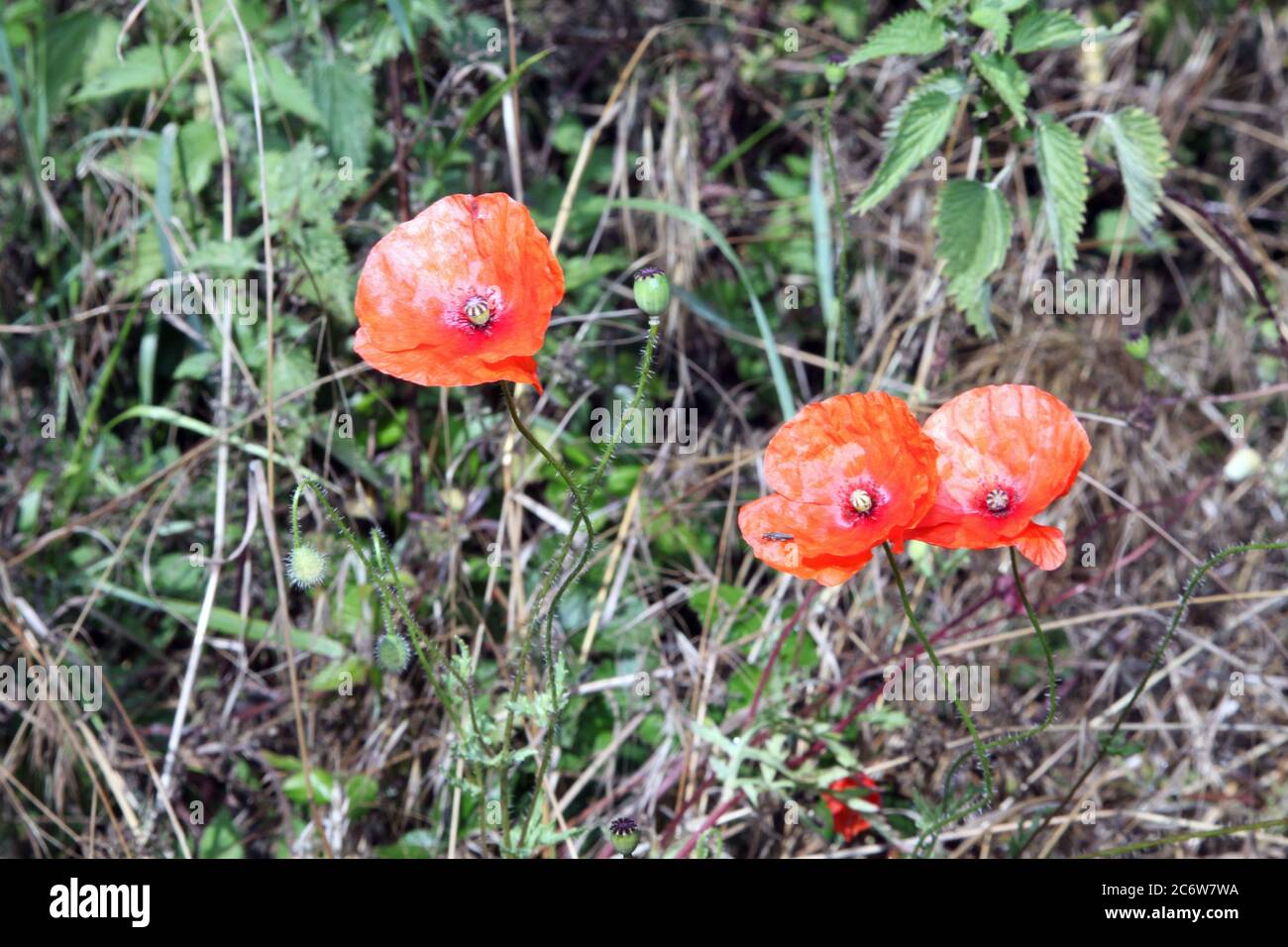 Corn poppy (Papaver rhoeas) growing naturally at side of field. AKA ...