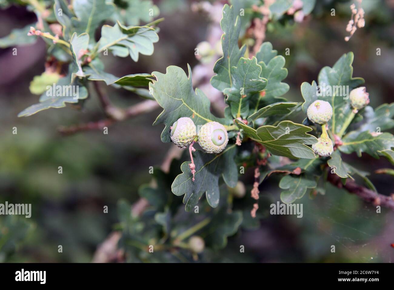 Baby oak tree hi-res stock photography and images - Alamy