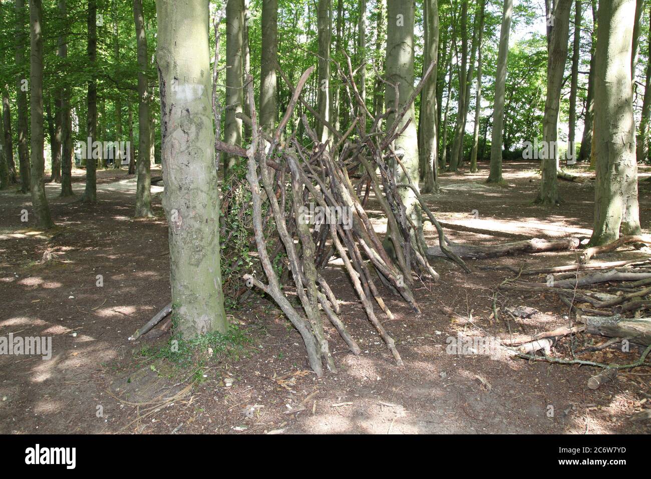Scout den building activity, A makeshift den built in a UK wood, Spring ...