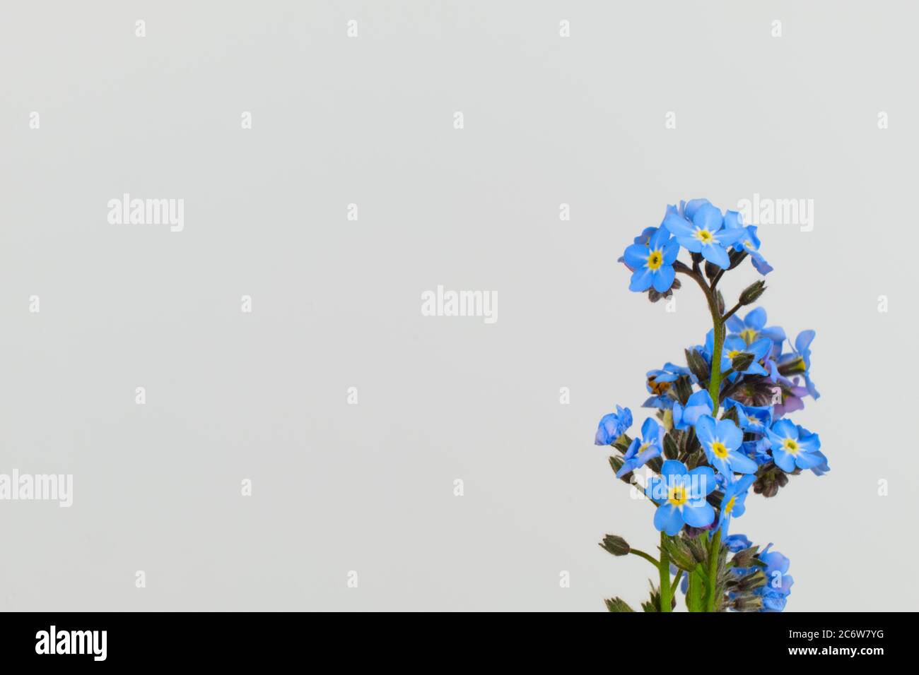Tiny garden flowers forget-me-nots on a white background, scientific ...
