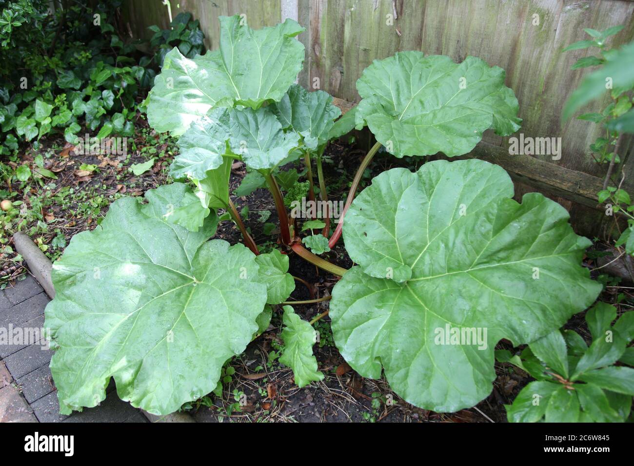 Rhubarb plant growing in UK garden, July 2020 Stock Photo - Alamy
