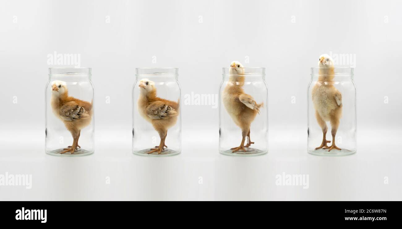 Isolated 4 baby teenager Chicken (Rhode Island Red) in a Glass Jar with ...