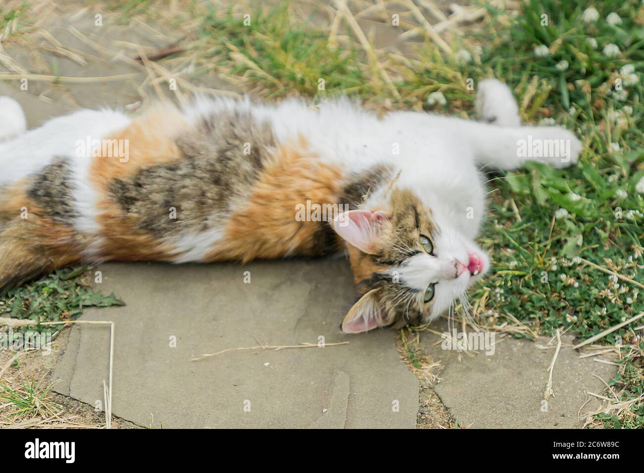 stray cat lying on the ground Stock Photo - Alamy