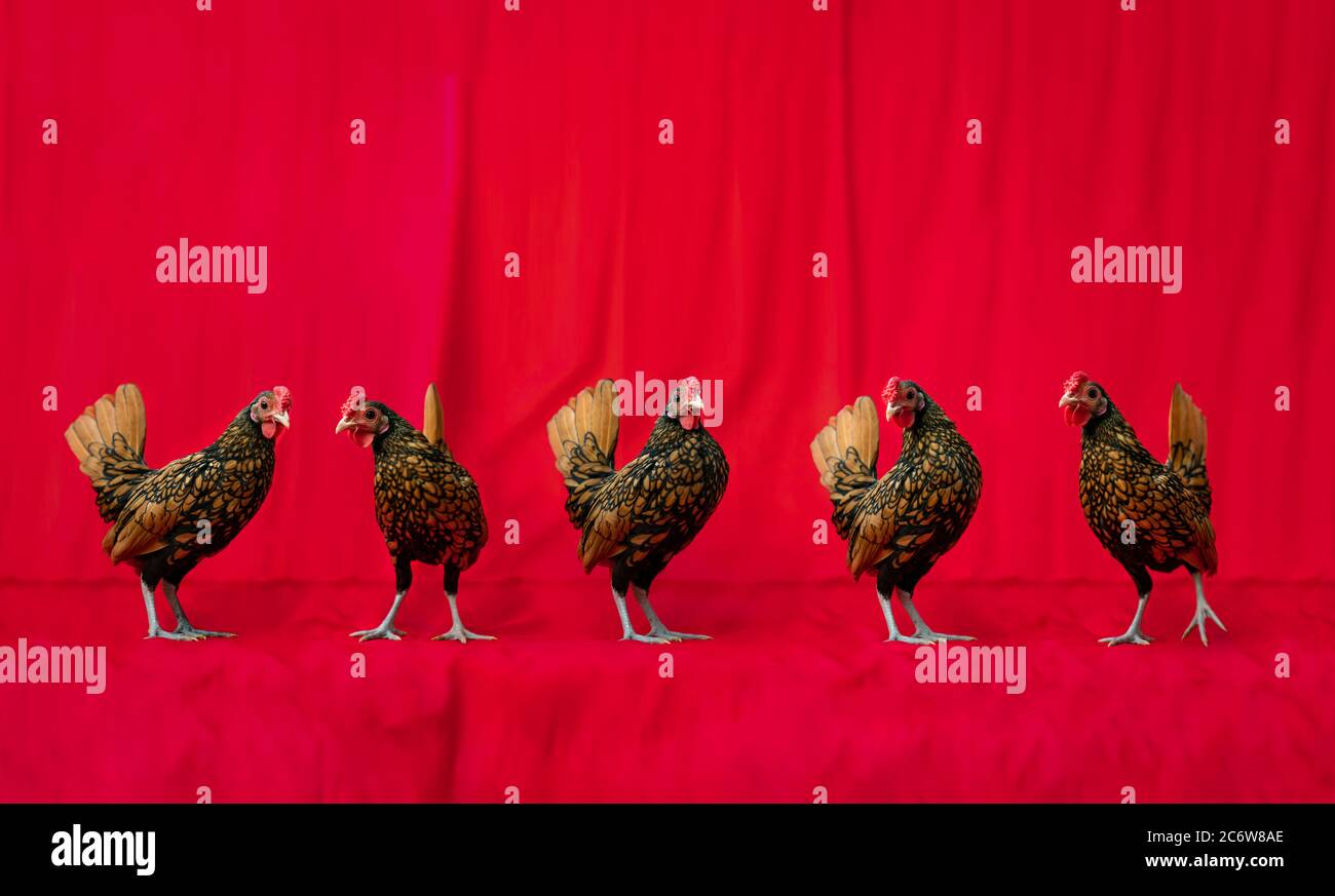 5 SeBright Chicken Team stands in the row in front of the red cloth ...