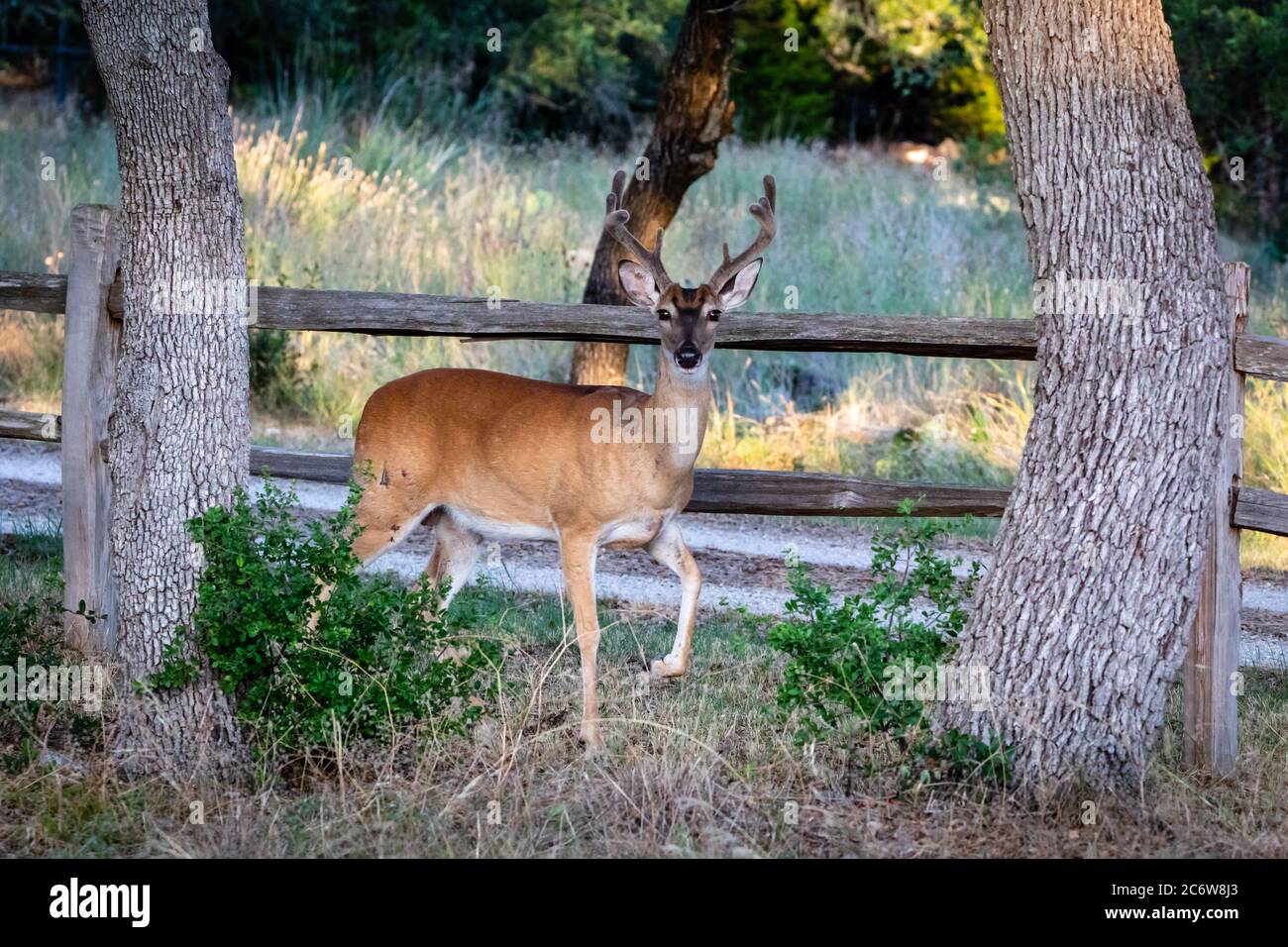Whitetail bucks in velvet Stock Photo - Alamy