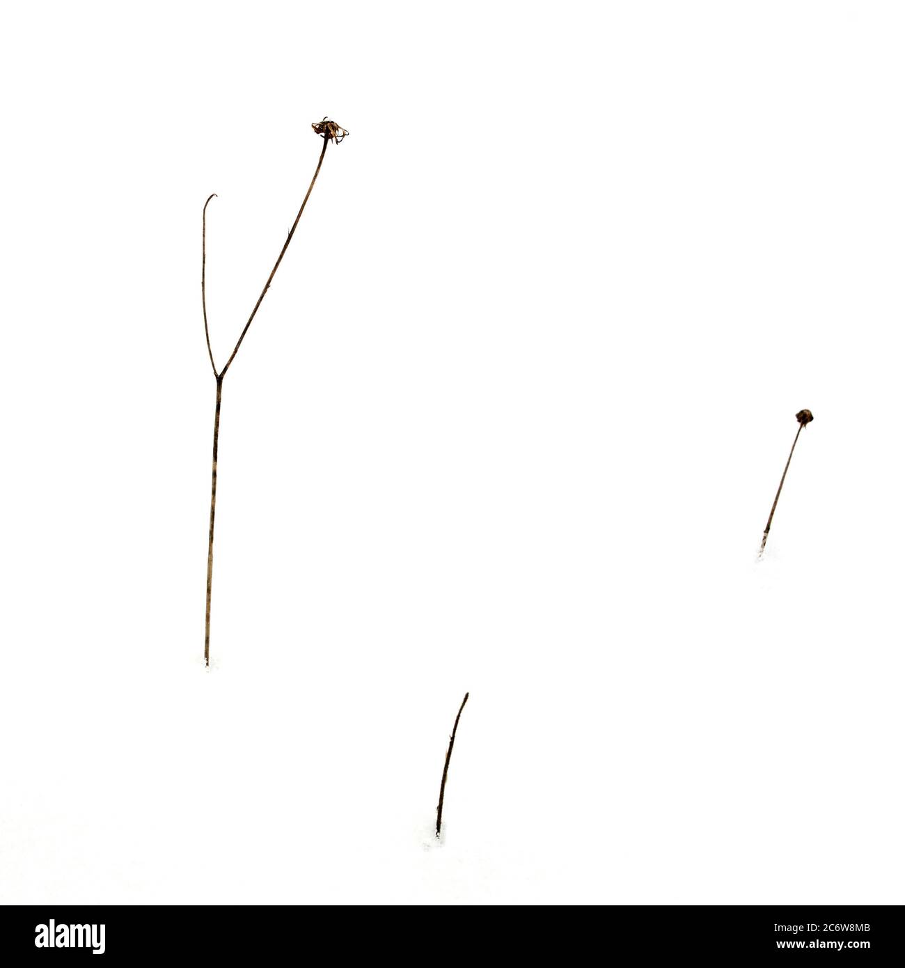 Forms stems Cut Out Stock Images & Pictures - Alamy