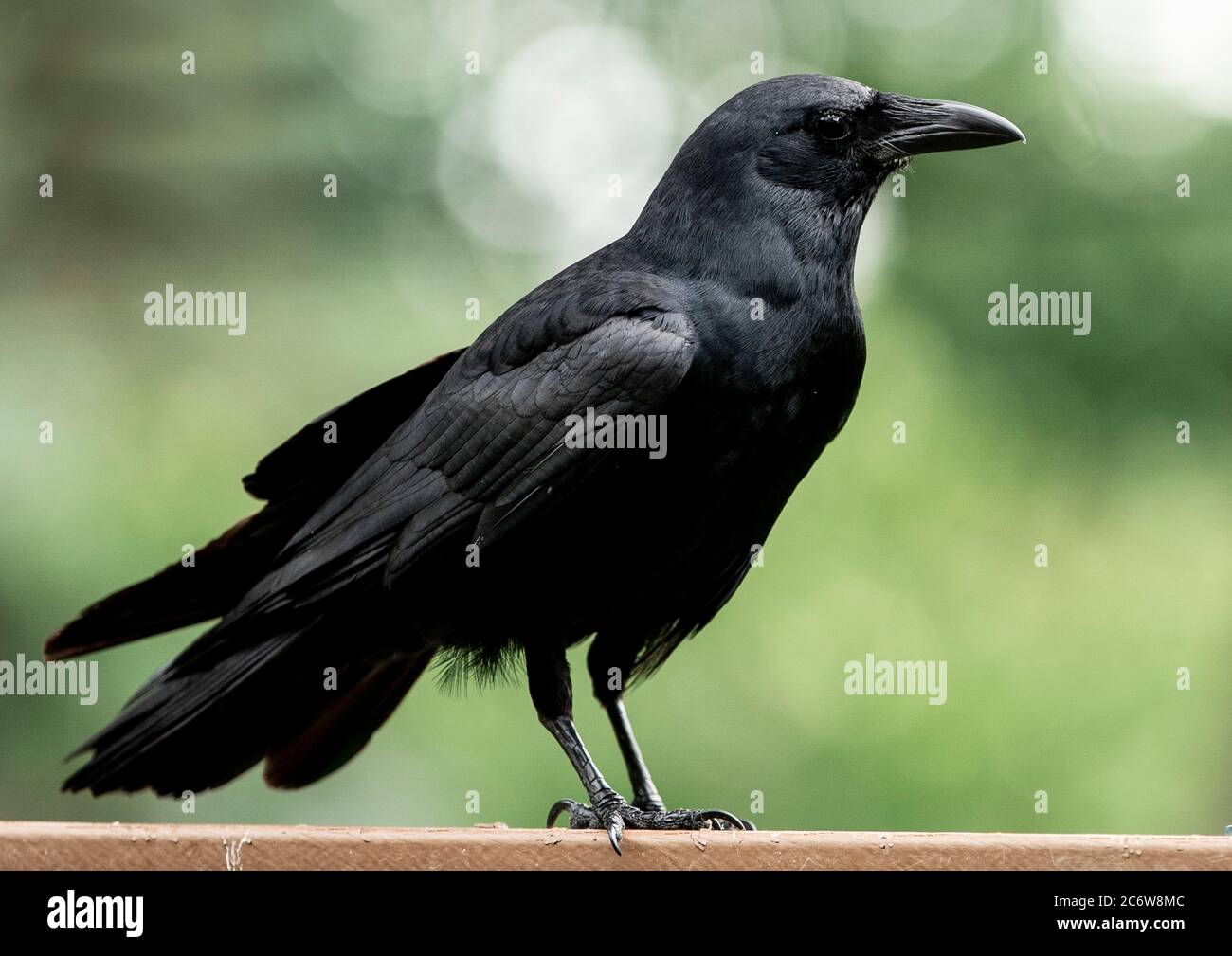 Big black Raven sits proudly on the deck Stock Photo - Alamy
