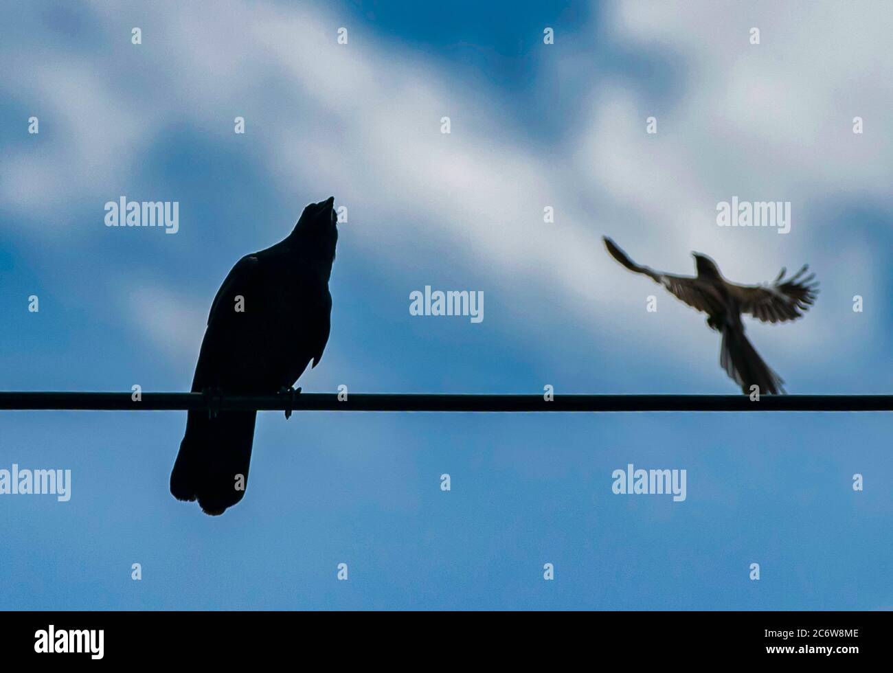 On the line, Catbird flies towards a Raven Stock Photo - Alamy