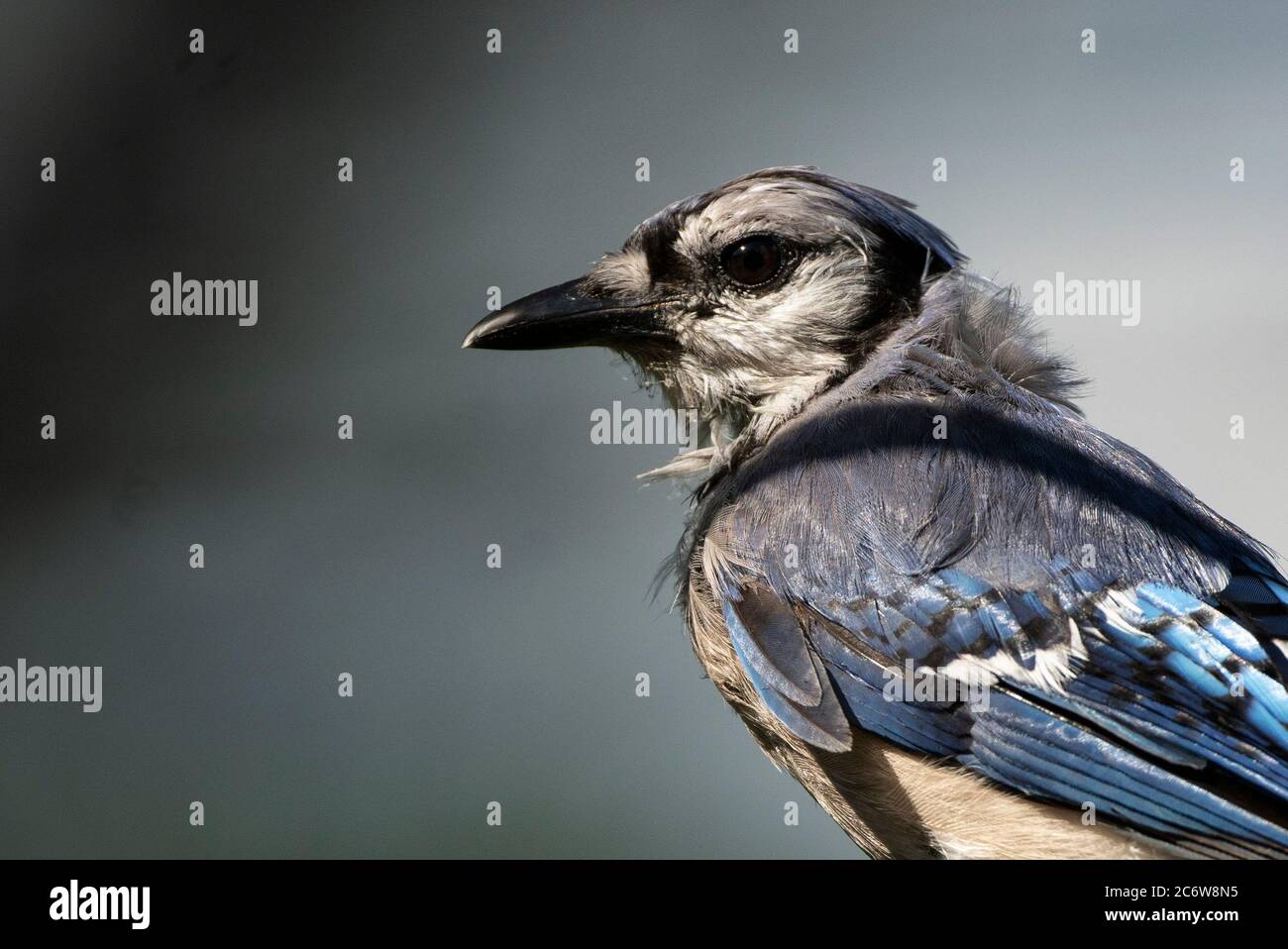 Bluejay up close for a portrait Stock Photo - Alamy