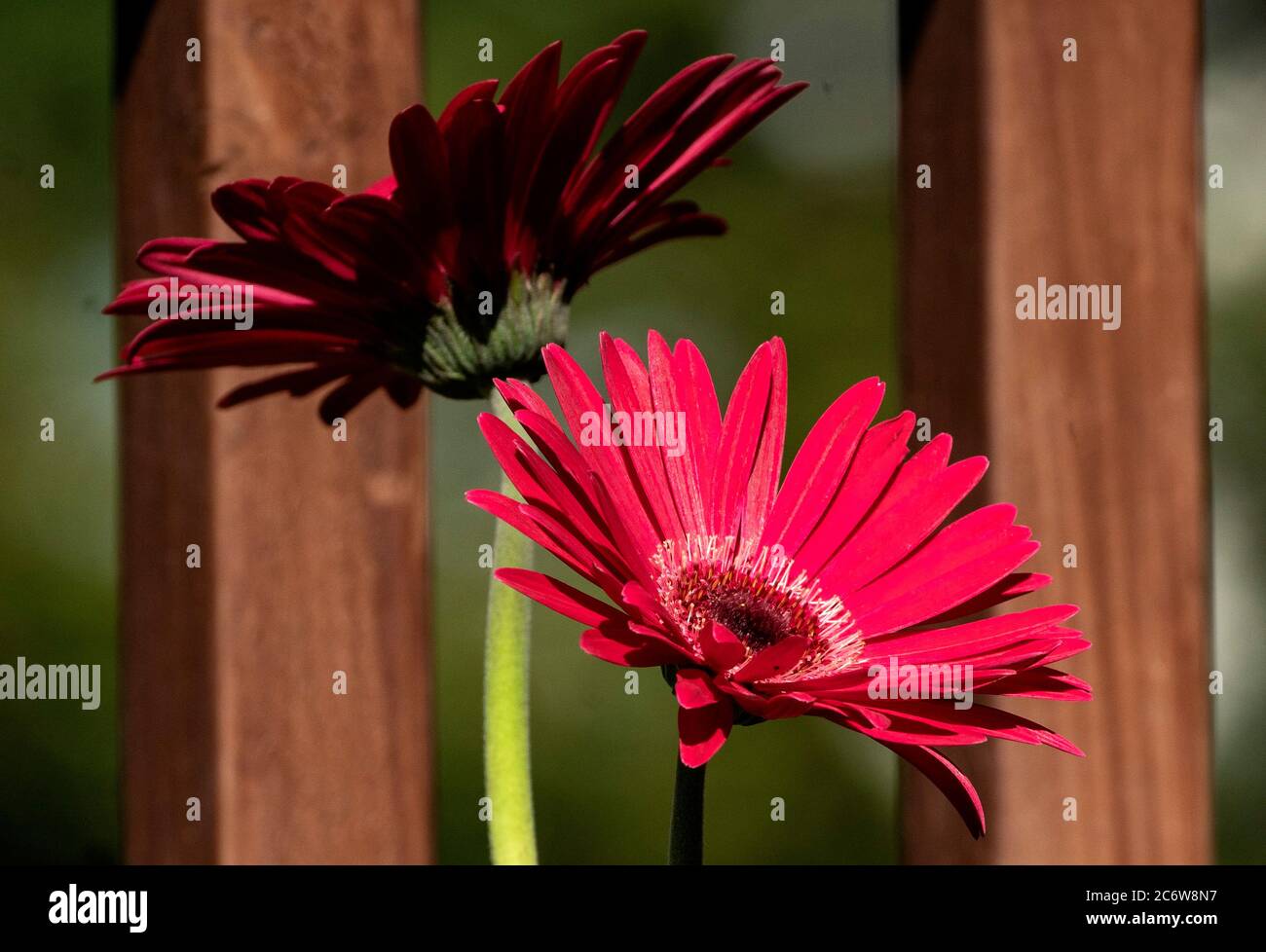 Big red flowers. Gerbera Daisies in full bloom Stock Photo - Alamy